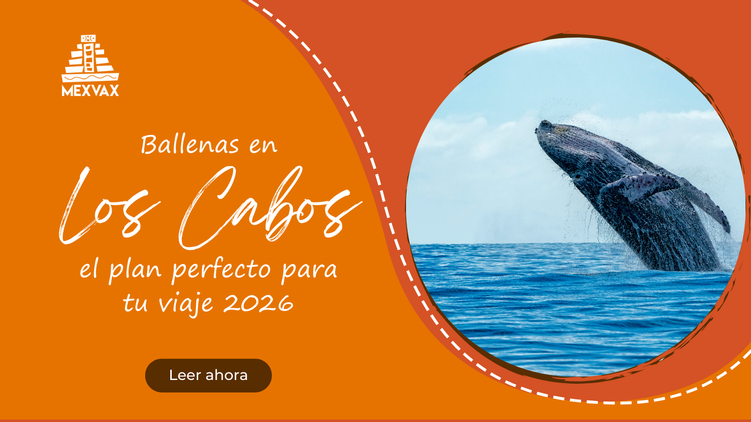 Ballenas en Los Cabos: el plan perfecto para tu viaje 2026